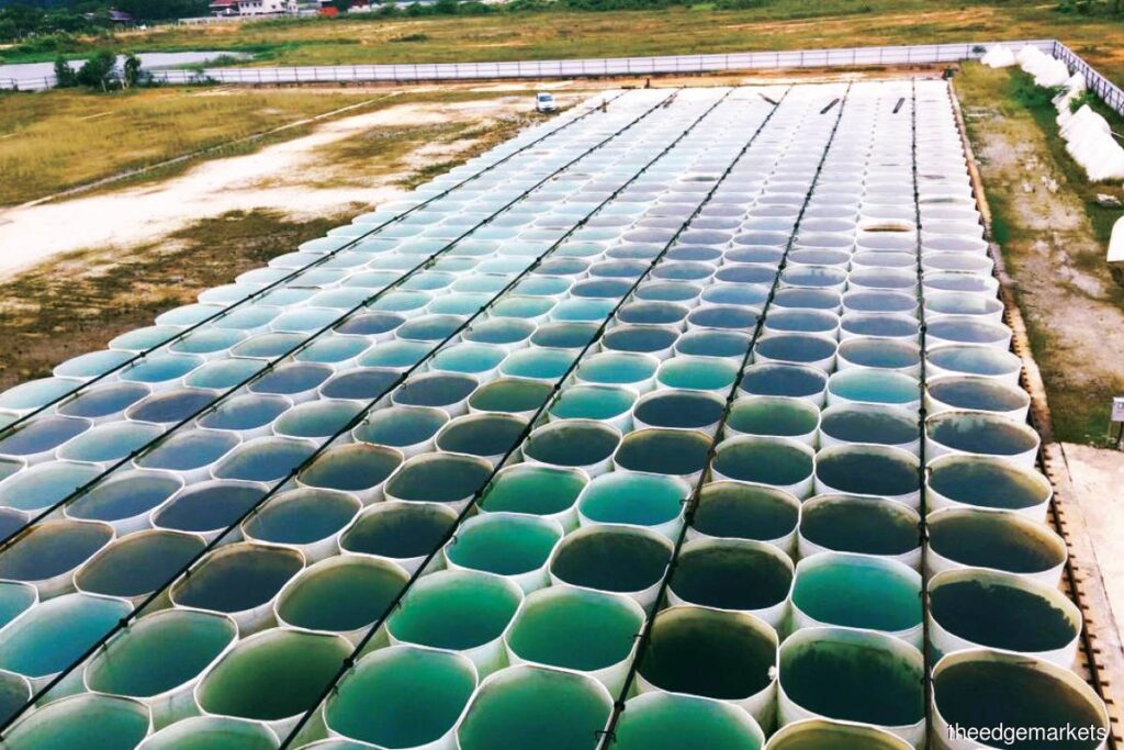 Energy: Algae: A solution to the biofuel predicament? - Next Generation Oil